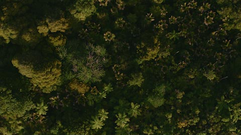 Top down of native bush drone footage in New Zealand