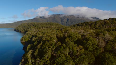 Slow track across native bush in Fiordland