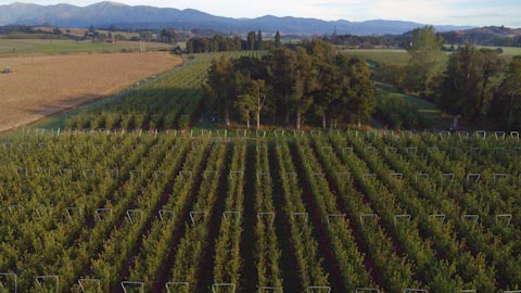 Aerial photography of apple orchard and trees in Nelson Tasman