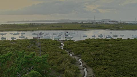 Reveal of marsh setting in Auckland